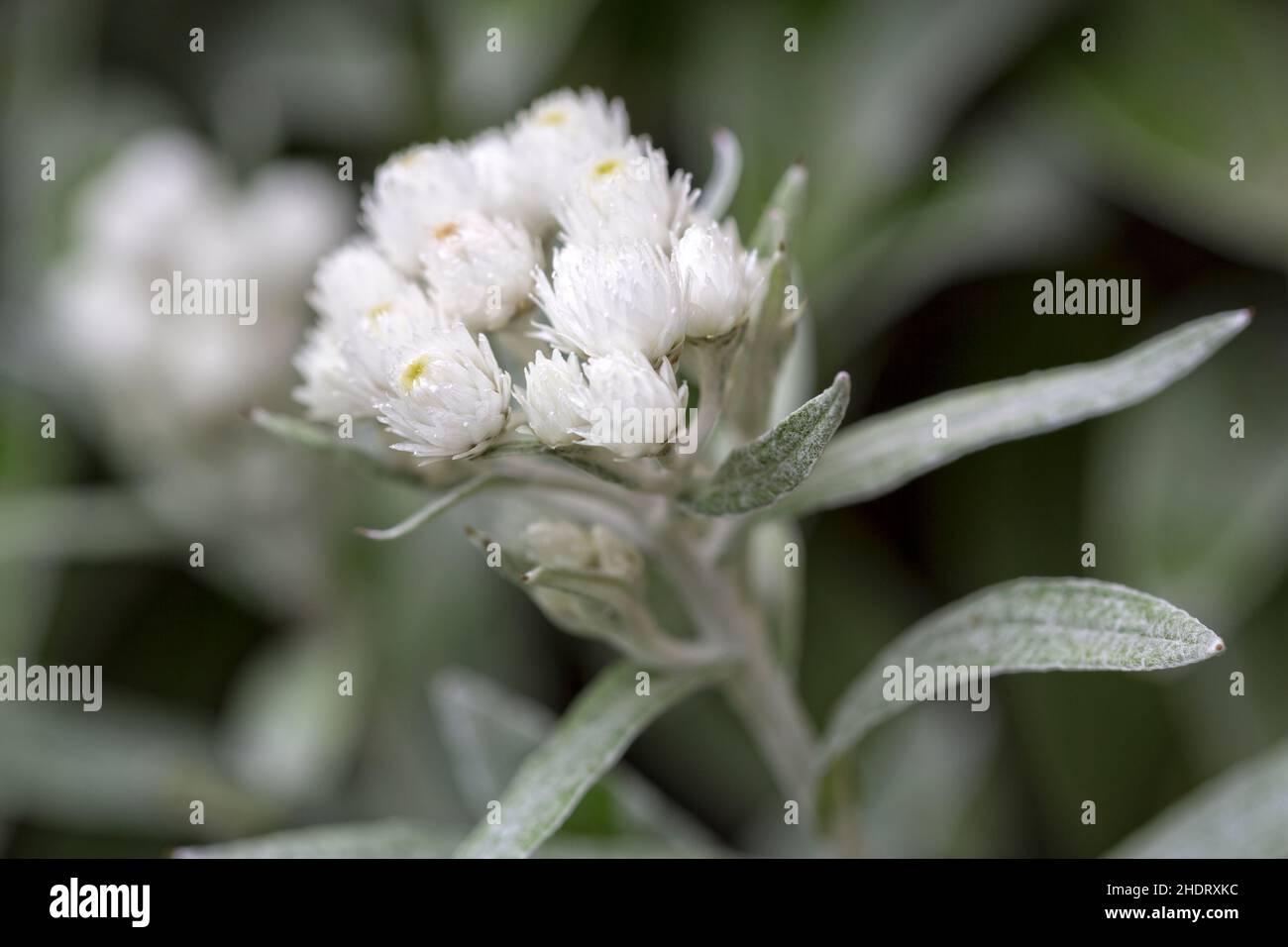 Pearly hi-res stock photography and images - Alamy