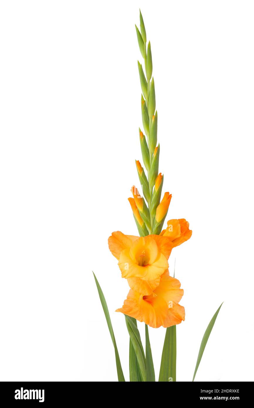 Cut flower hi-res stock photography and images - Alamy