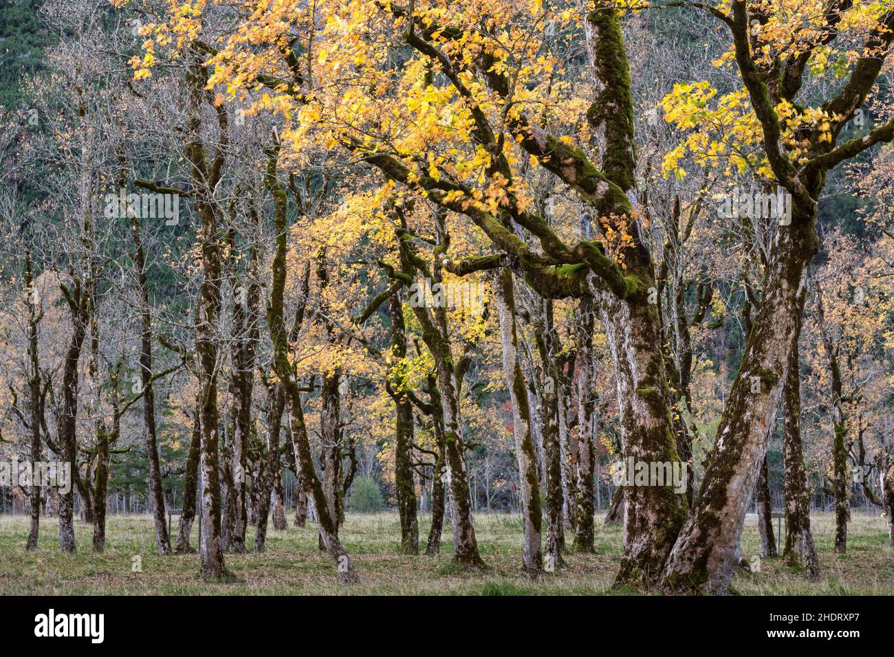 Sycamore tree landscape in hi-res stock photography and images - Alamy