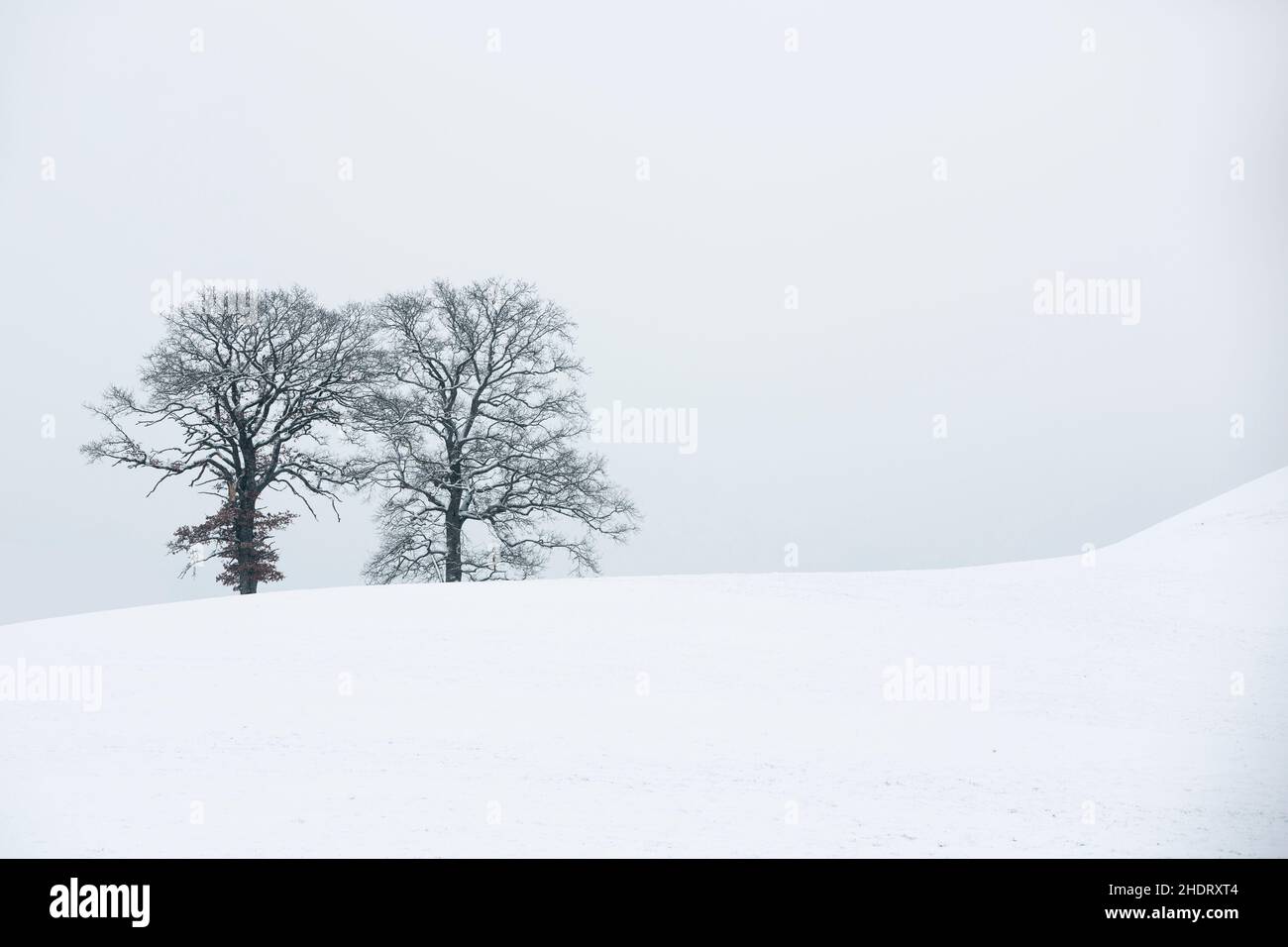 tree, winter, snow, silence, trees, winters, snowy, silences Stock ...