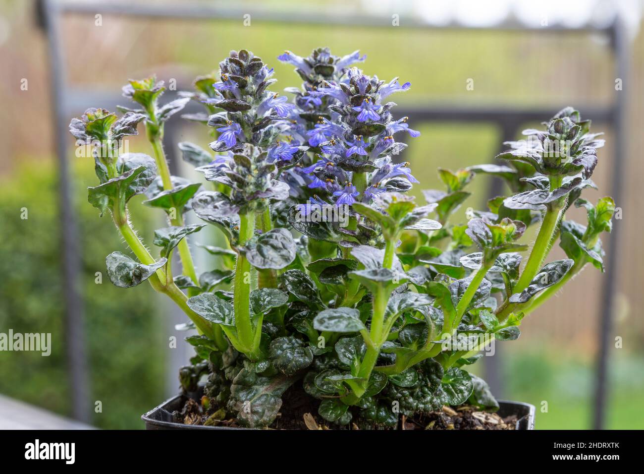 Pyramidal bugle hi-res stock photography and images - Alamy