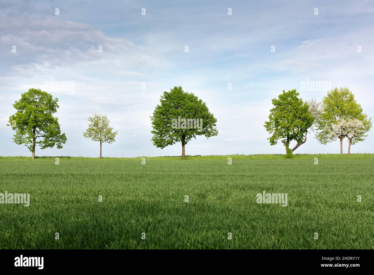 Trees series hi-res stock photography and images - Alamy