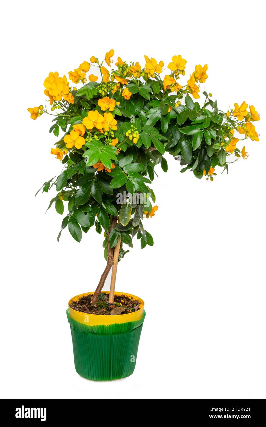 argentine senna, argentina senna, buttercup bush, flowering senna ...