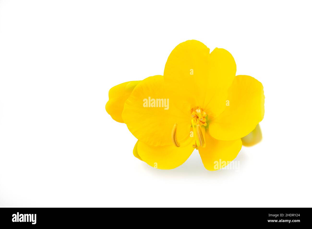 argentine senna, senna, argentina senna, buttercup bush, flowering ...
