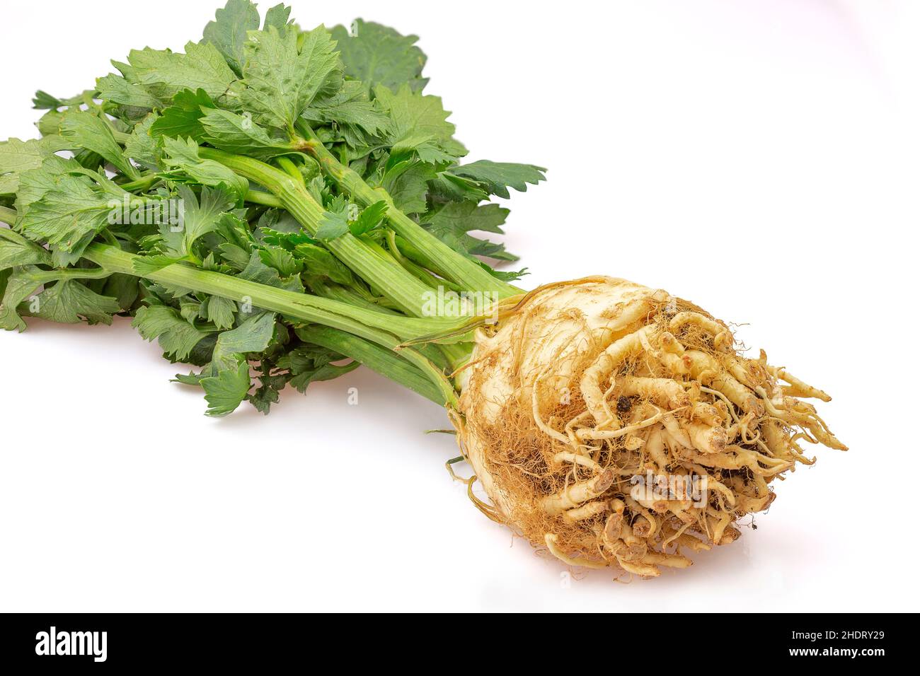 Celeriacs hi-res stock photography and images - Alamy