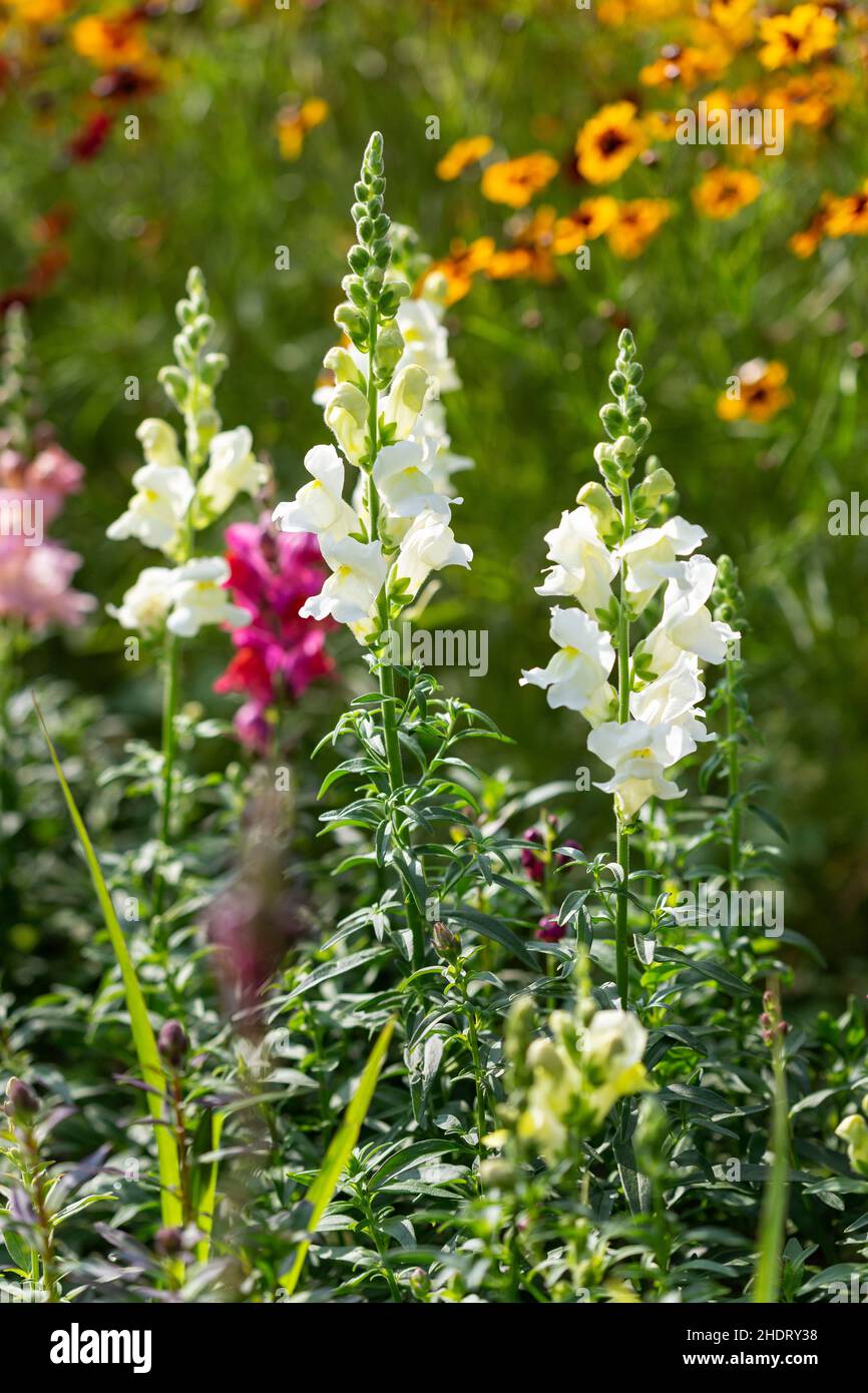 flower garden, snapdragons, flower bed, flower gardens, snapdragon ...