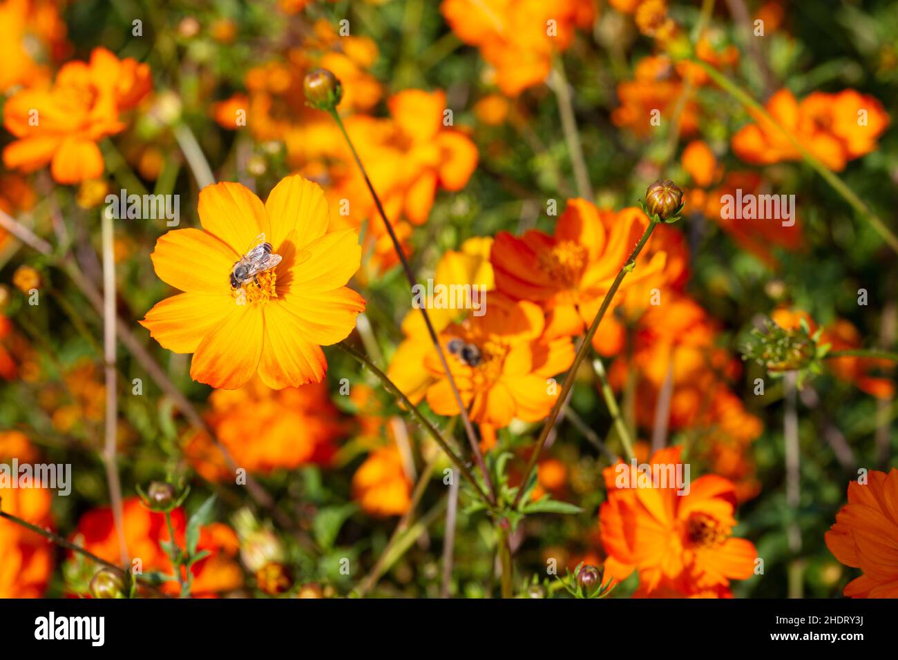 Large flowered flower hi-res stock photography and images - Alamy