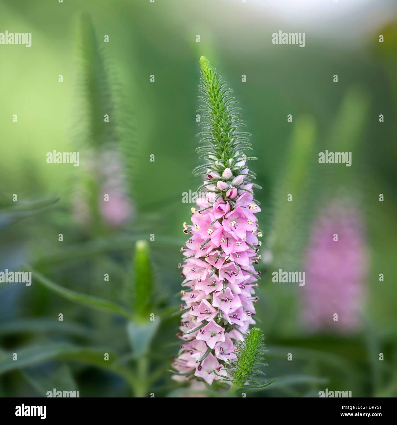 veronica plant, veronica plants Stock Photo - Alamy