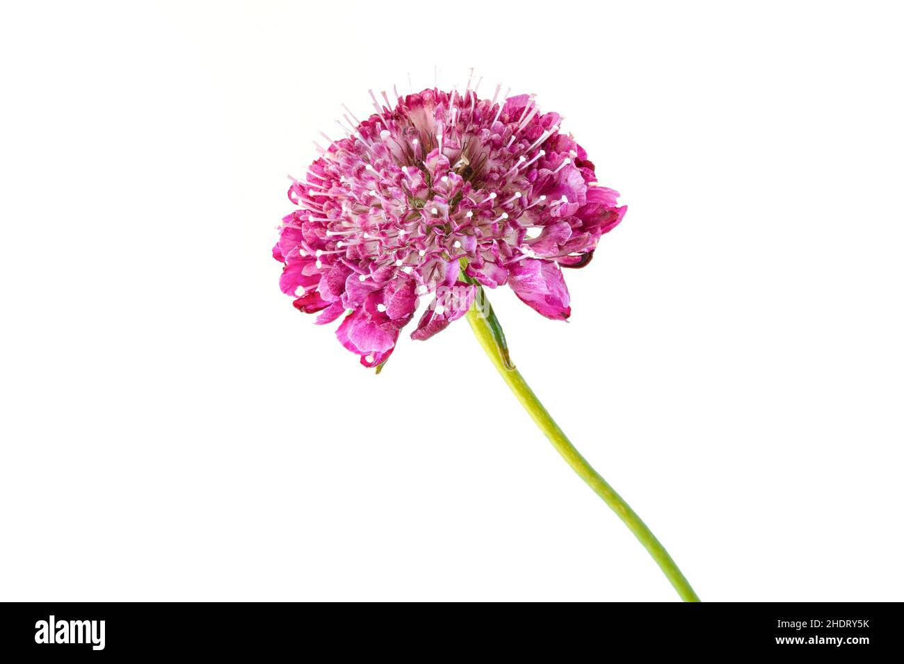 Scabiosas hi-res stock photography and images - Alamy