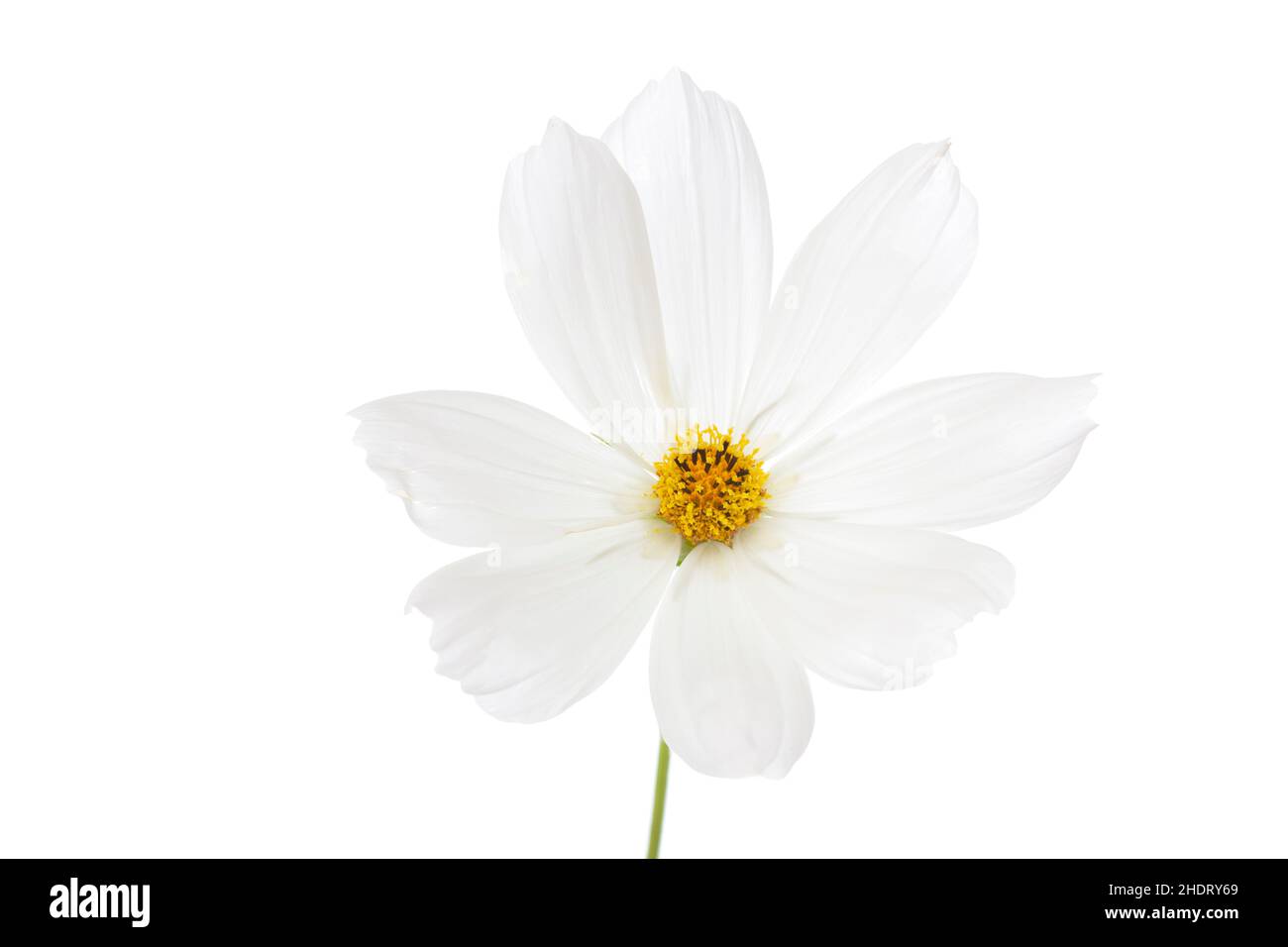 jewelry cosmos flower, cosmos flowers Stock Photo - Alamy