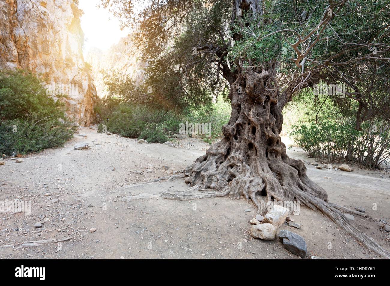 olive tree, crete, olive trees, cretes Stock Photo - Alamy