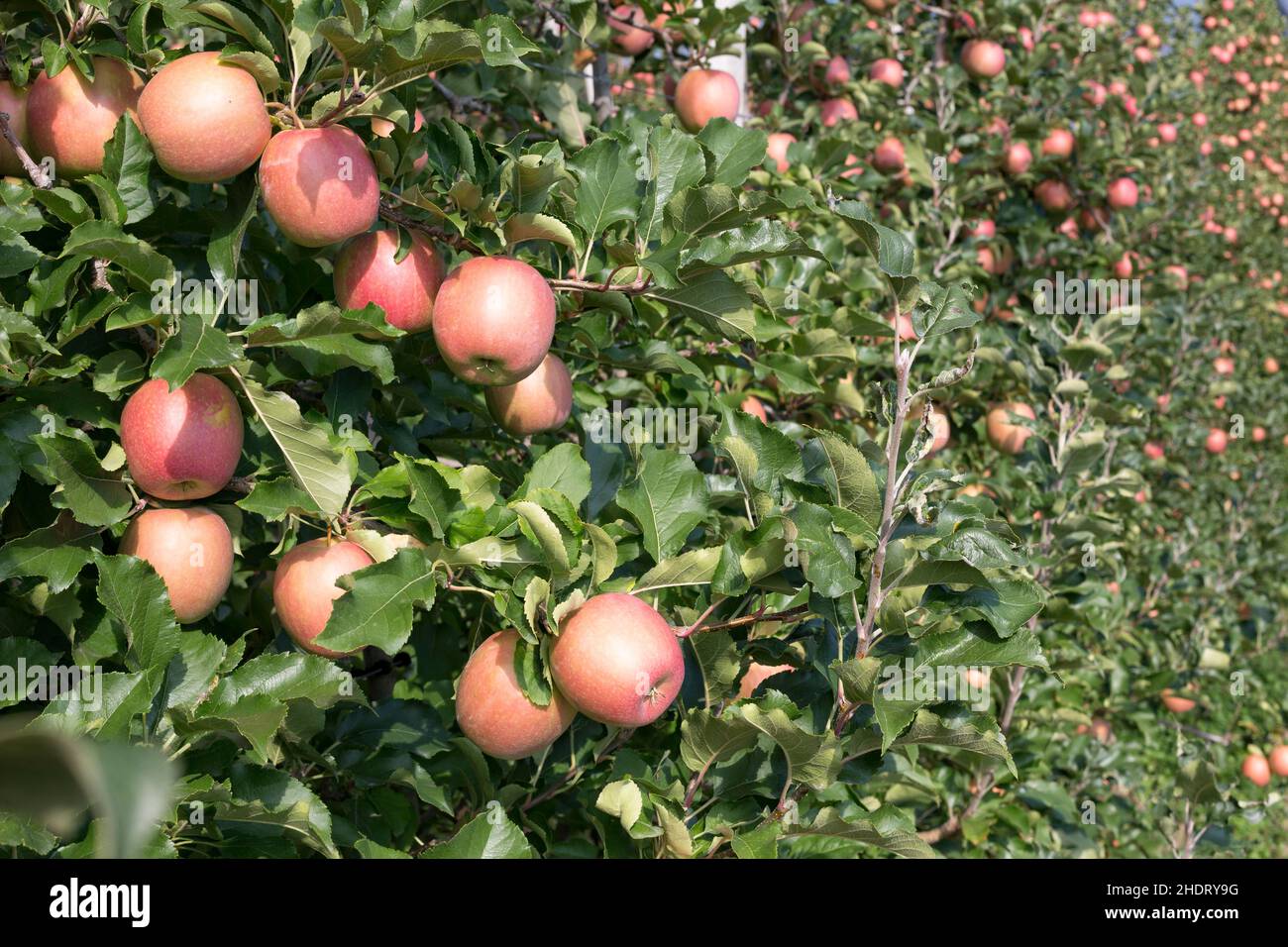 apples, apple cultivation, apple, apple cultivations Stock Photo - Alamy