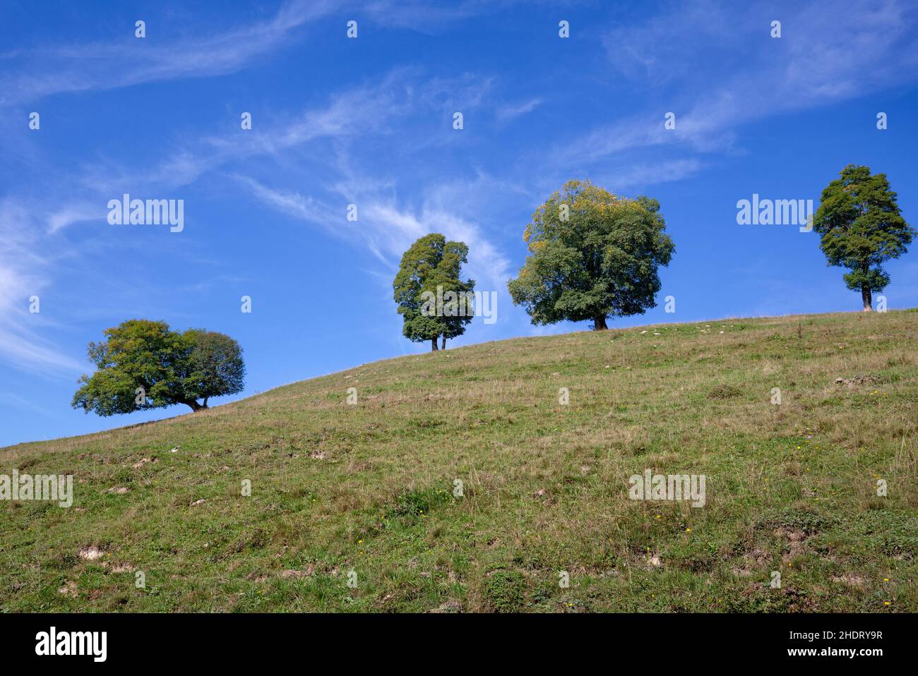 Series of trees hi-res stock photography and images - Alamy