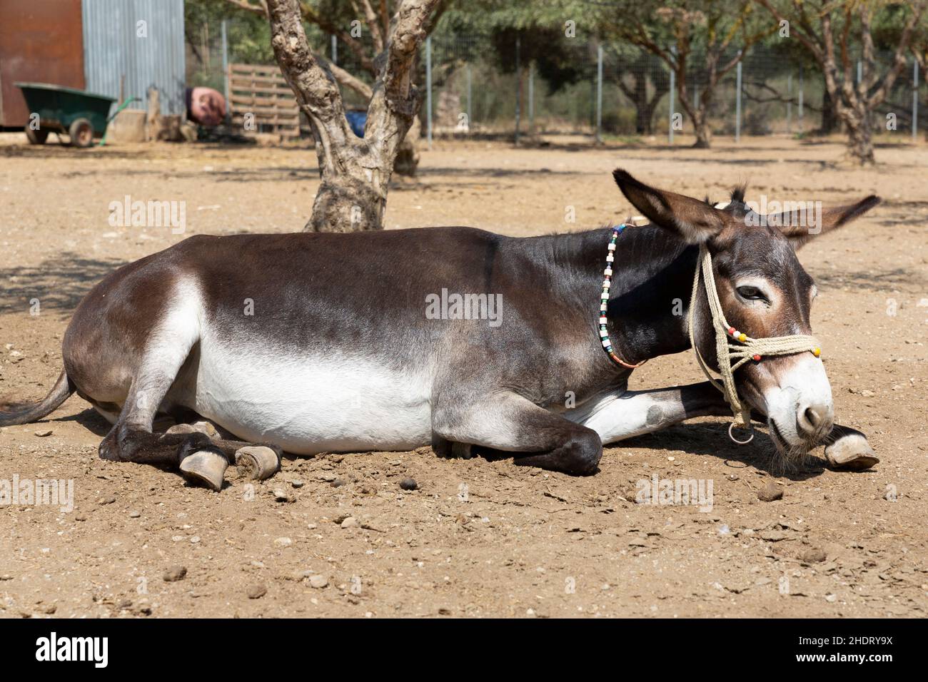 Donkey lying down hi-res stock photography and images - Alamy