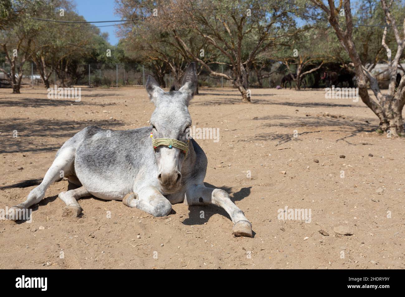 Donkey bridles hi-res stock photography and images - Alamy
