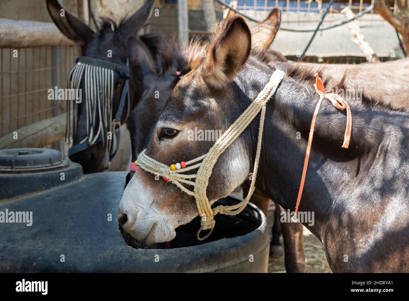 Donkey bridles hi-res stock photography and images - Alamy