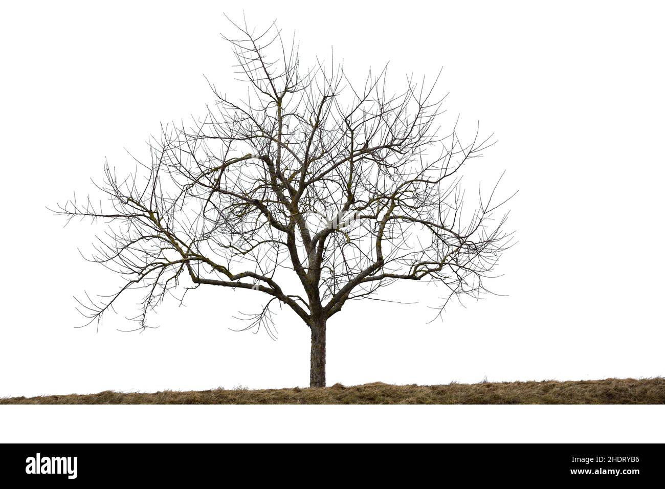 tree, leafless, trees Stock Photo - Alamy