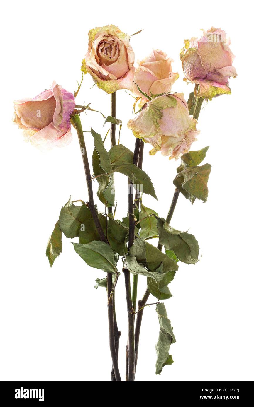 dried food, memory, rose bouquet, dried foods, memories, rose bouquets ...