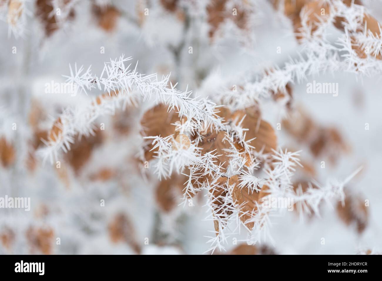winter, rime, ice crystal, winters, rimes, ice crystals Stock Photo - Alamy