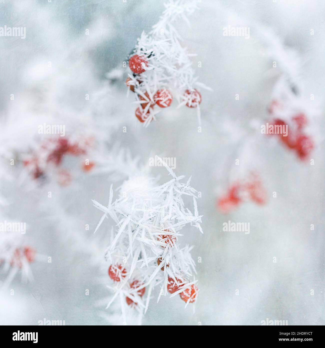 frozen, rime, ice crystal, frozens, rimes, ice crystals Stock Photo - Alamy