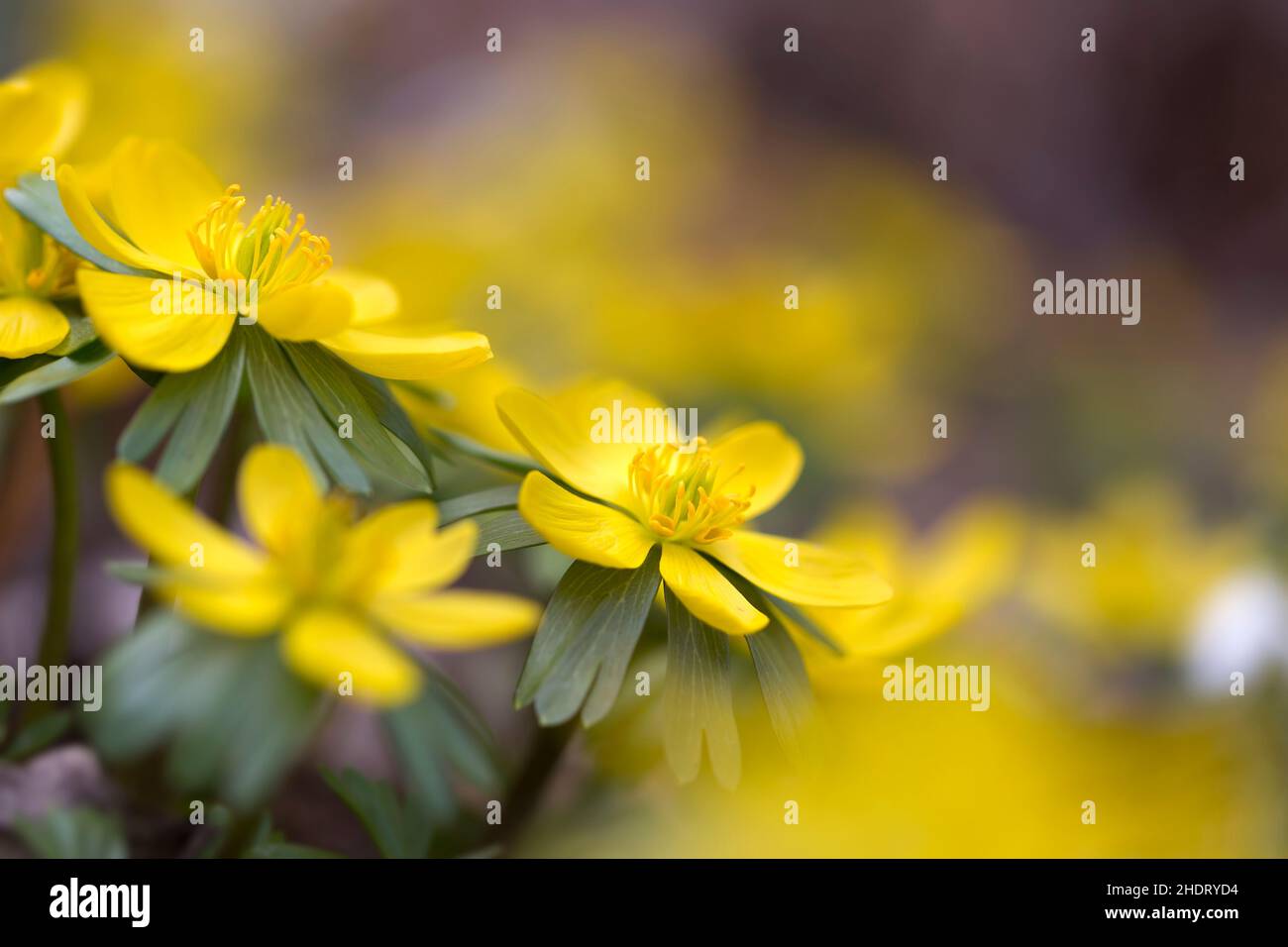 Winterling hi-res stock photography and images - Alamy