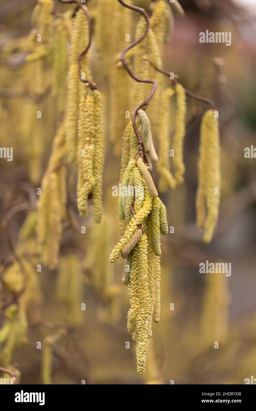 flowering hazel, flowering hazels Stock Photo - Alamy