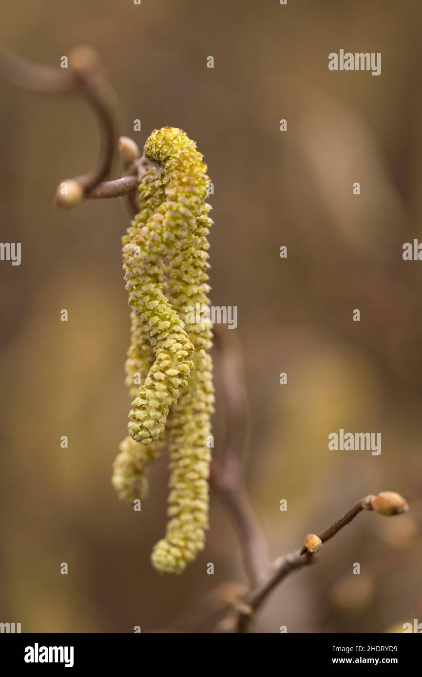 flowering hazel, flowering hazels Stock Photo - Alamy