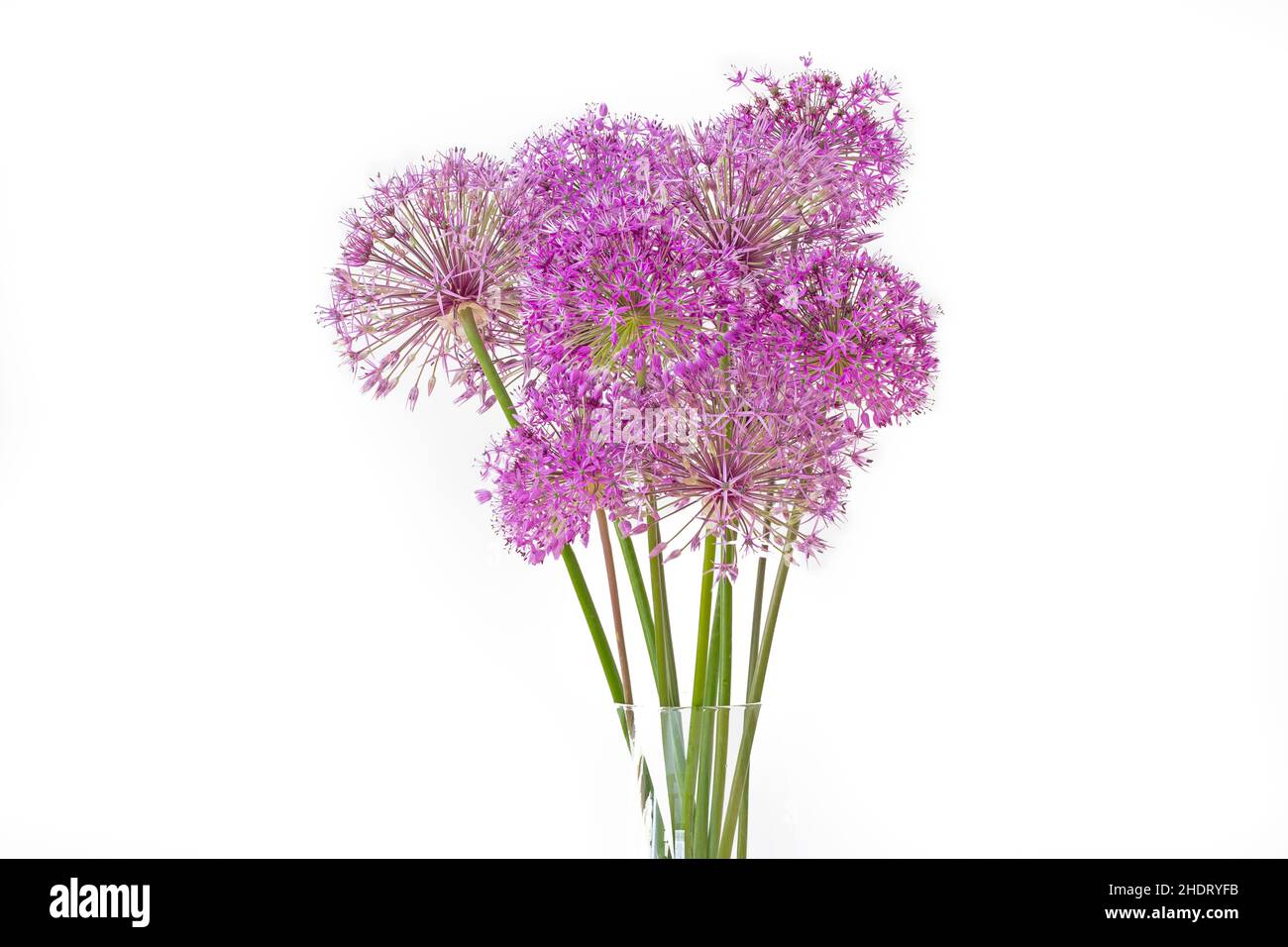 Allium Bouquet All About Alliums