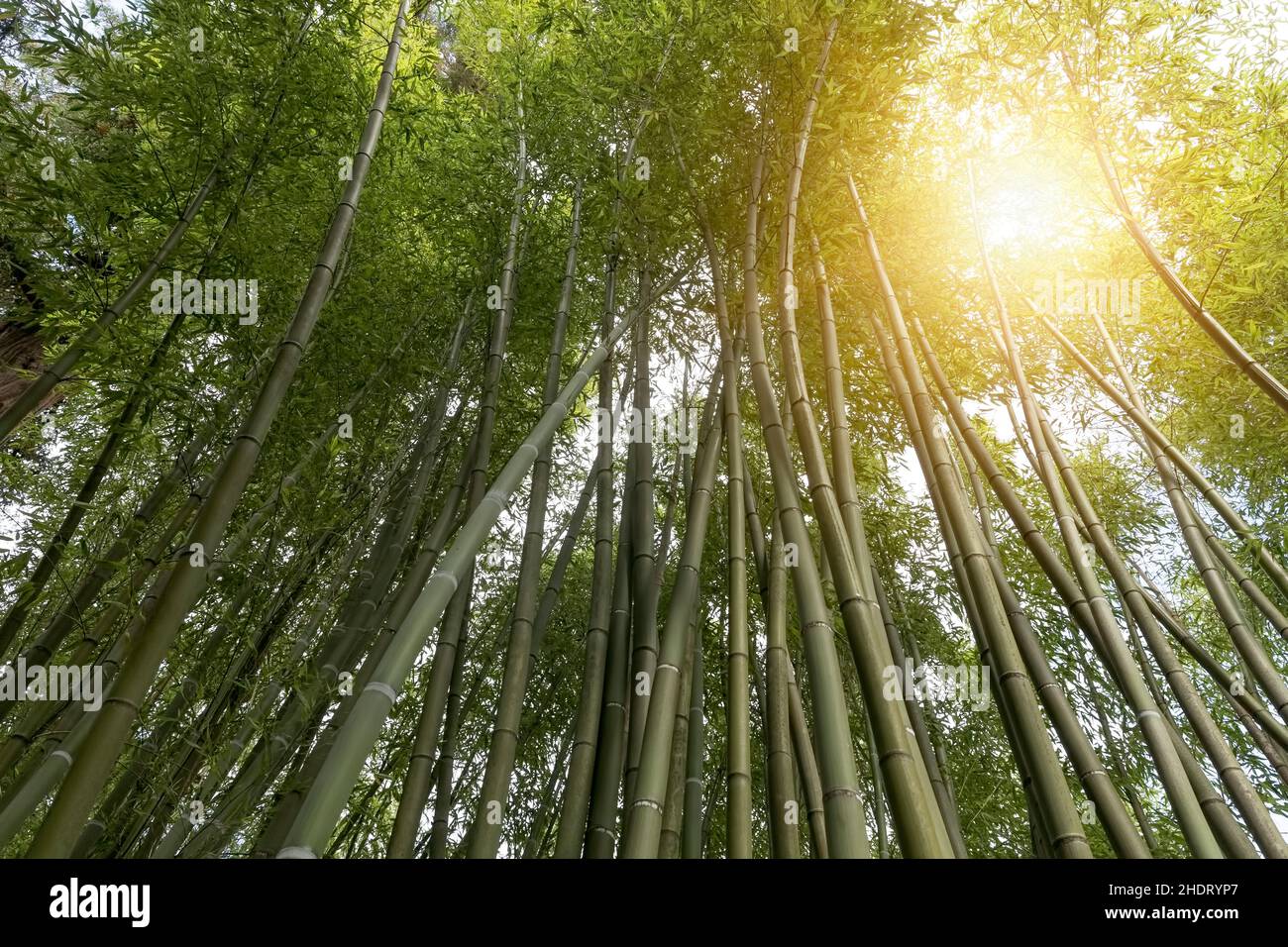 bamboo grove, bamboo forest, bamboo groves Stock Photo - Alamy
