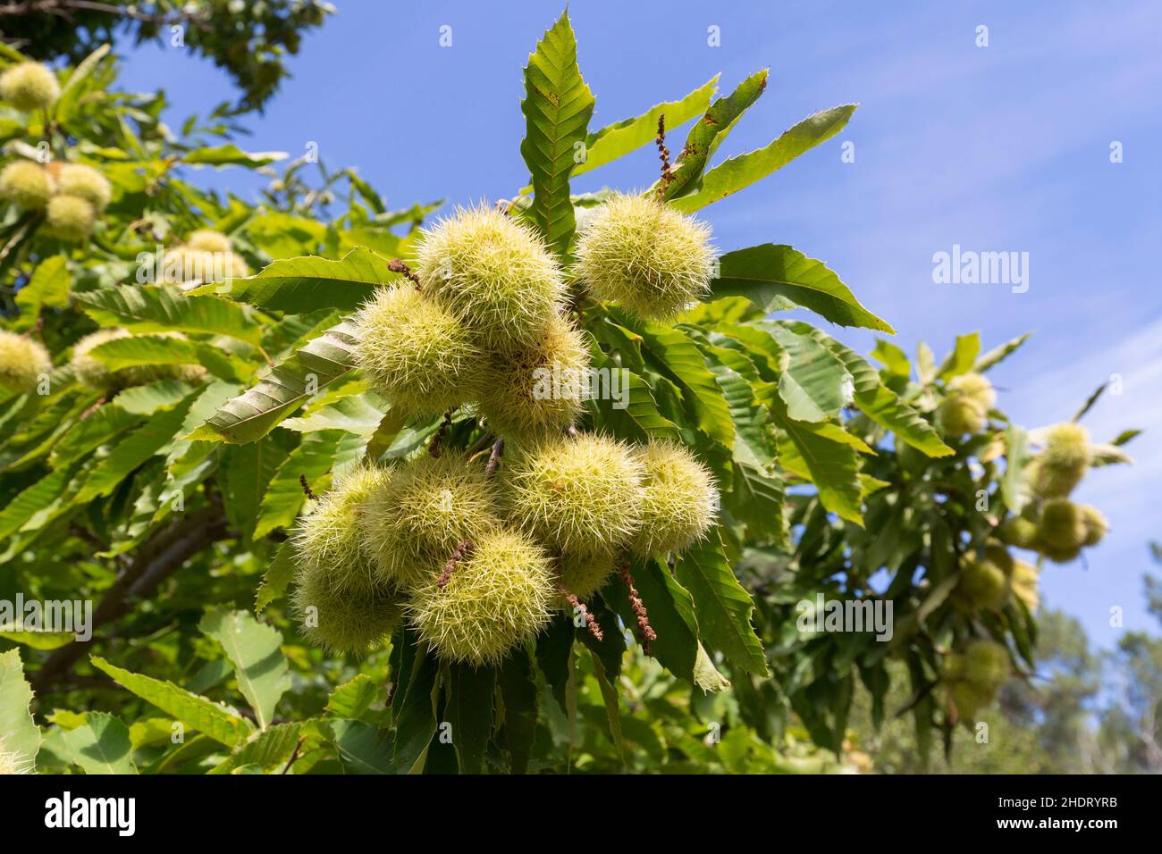 chestnut tree, chestnut shell, chestnut trees, chestnut shells Stock ...
