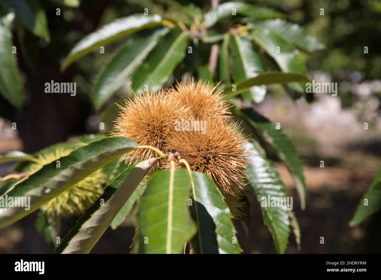 chestnut shell, chestnut shells Stock Photo - Alamy