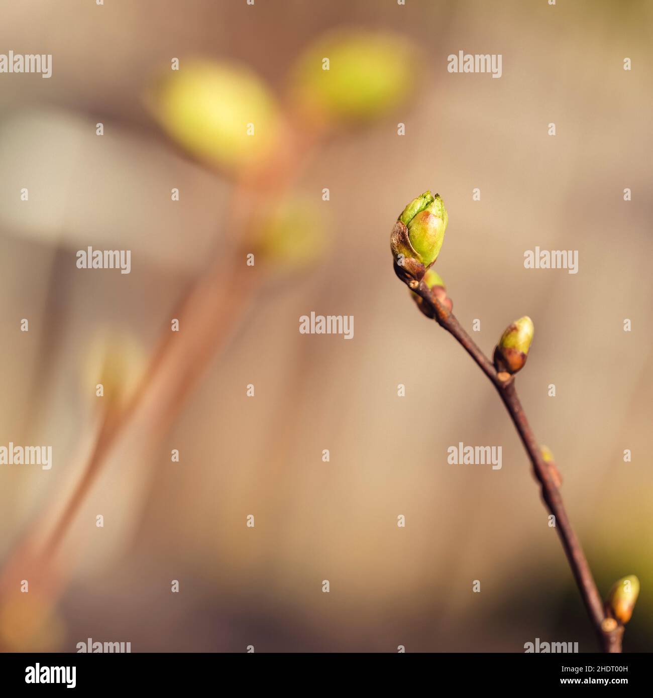 Linden twigs hi-res stock photography and images - Alamy