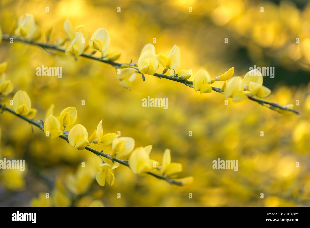 Gorses hi-res stock photography and images - Alamy