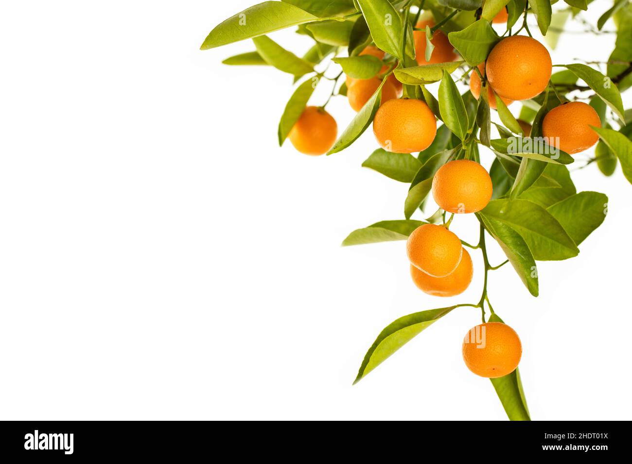 Cut orange tree hi-res stock photography and images - Alamy