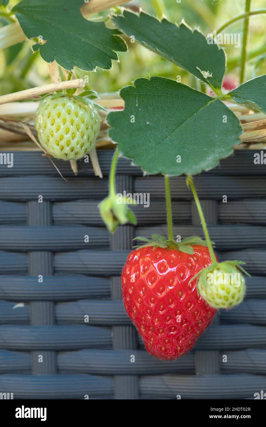 Strawberry plants window box hi-res stock photography and images - Alamy