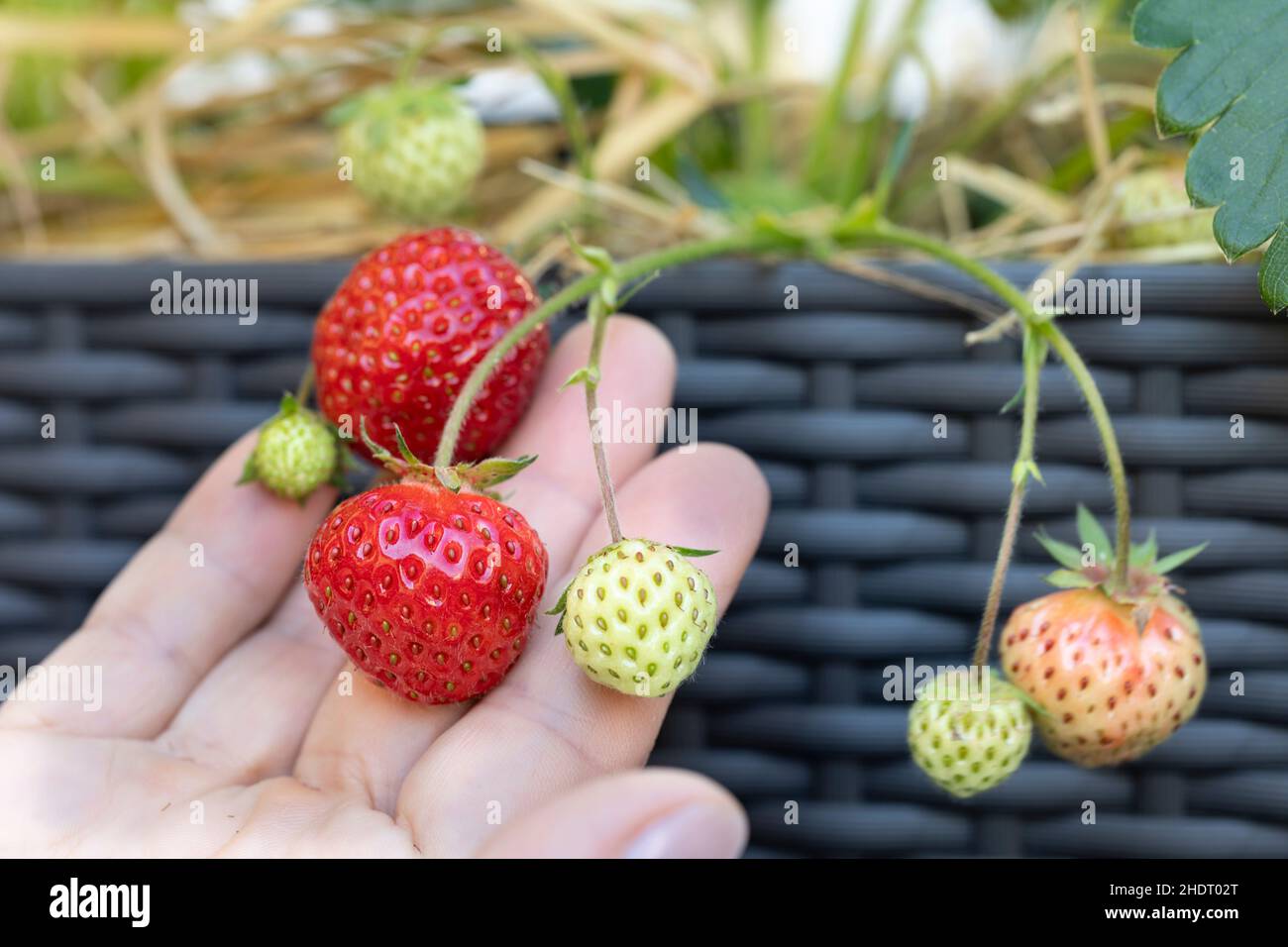 growth, strawberry, degree of maturity, growths, rise, strawberries ...