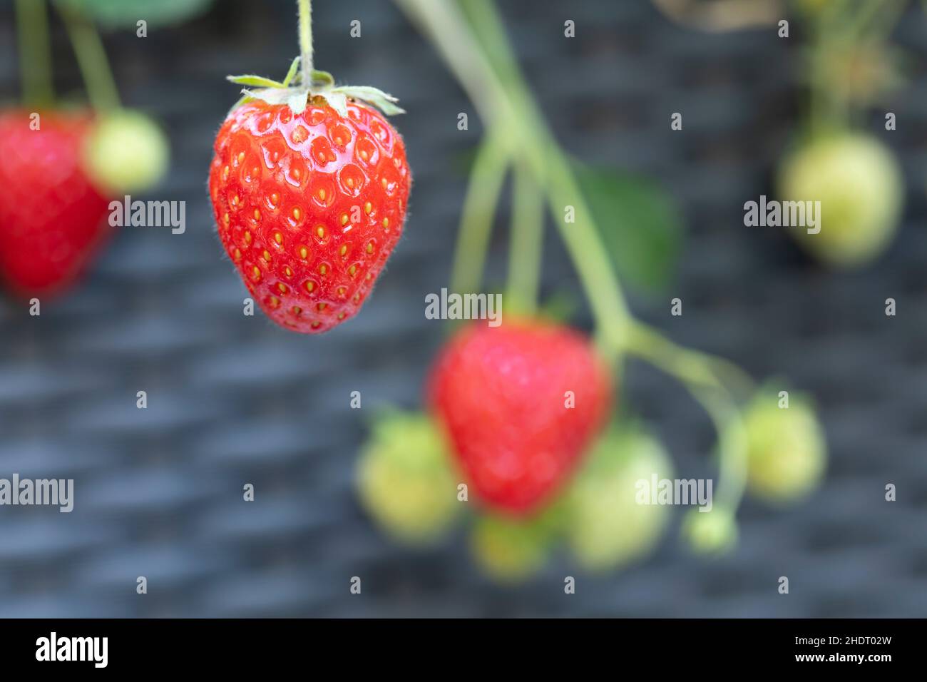 Strawberry plants window box hi-res stock photography and images - Alamy