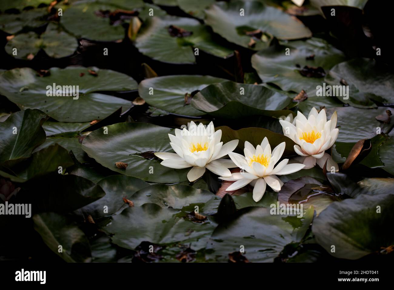water lily, water lily pad, water lilies, waterlilie, waterlilies, lily ...