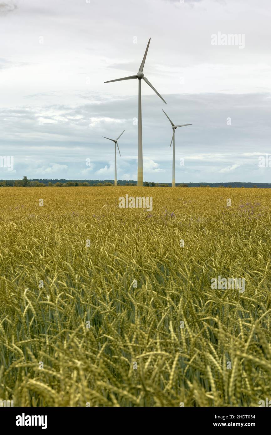 corn field, wind turbines, corn fields, wind turbine Stock Photo - Alamy