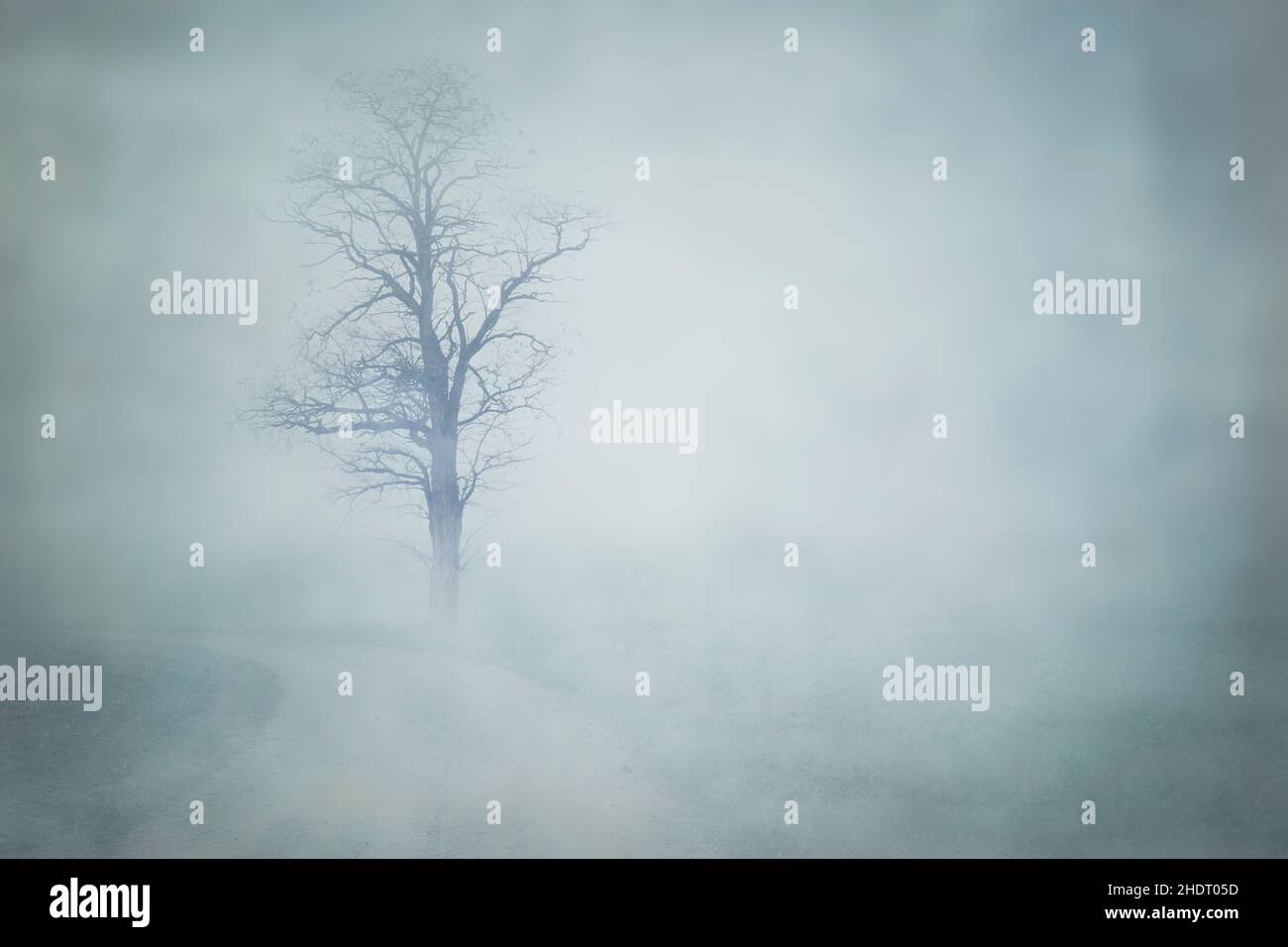 tree, fog, mysterious, trees, fogs, esoteric, mystic, mystical ...