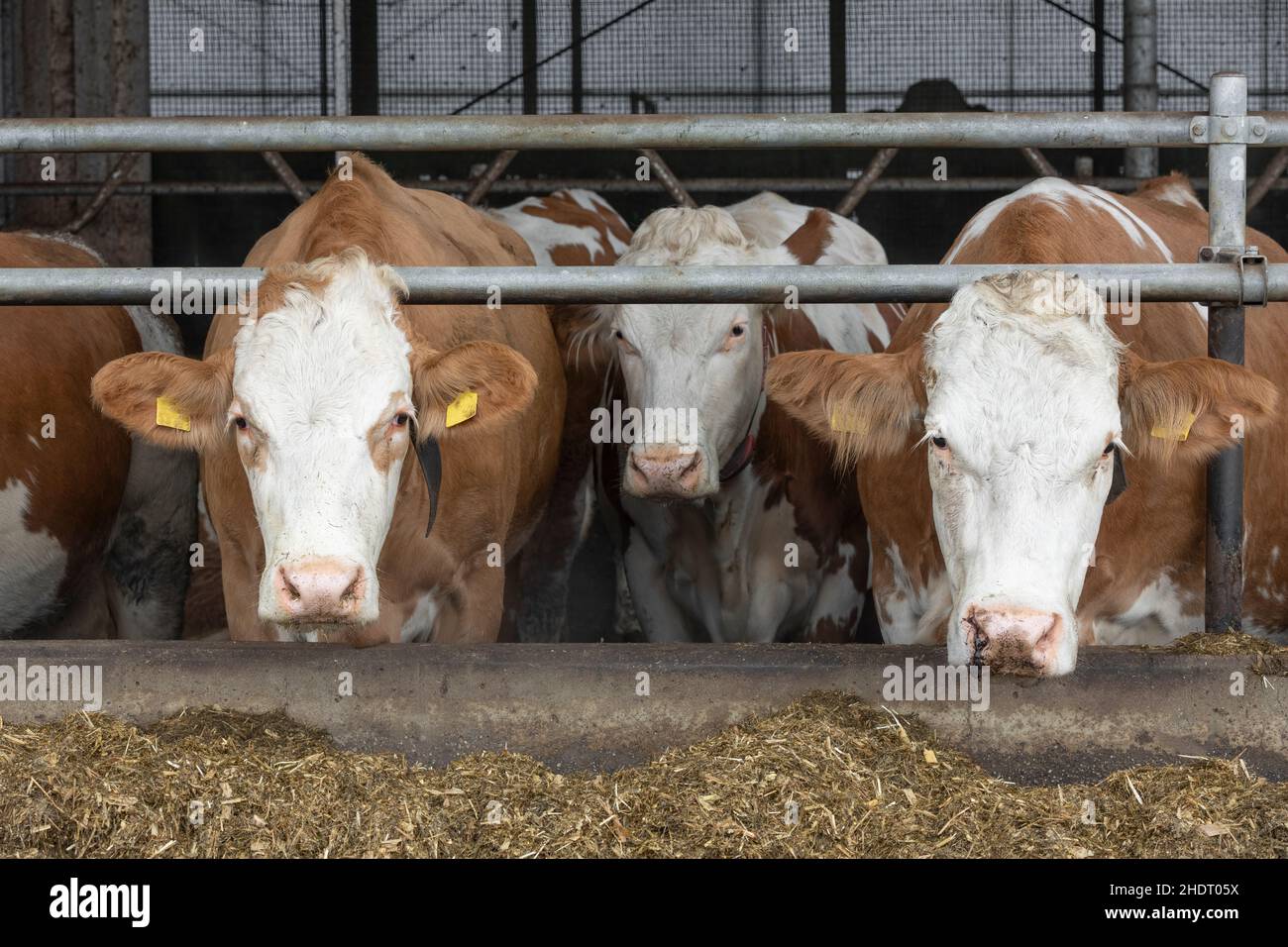 cow, cow shed, cows, cowsheds Stock Photo - Alamy