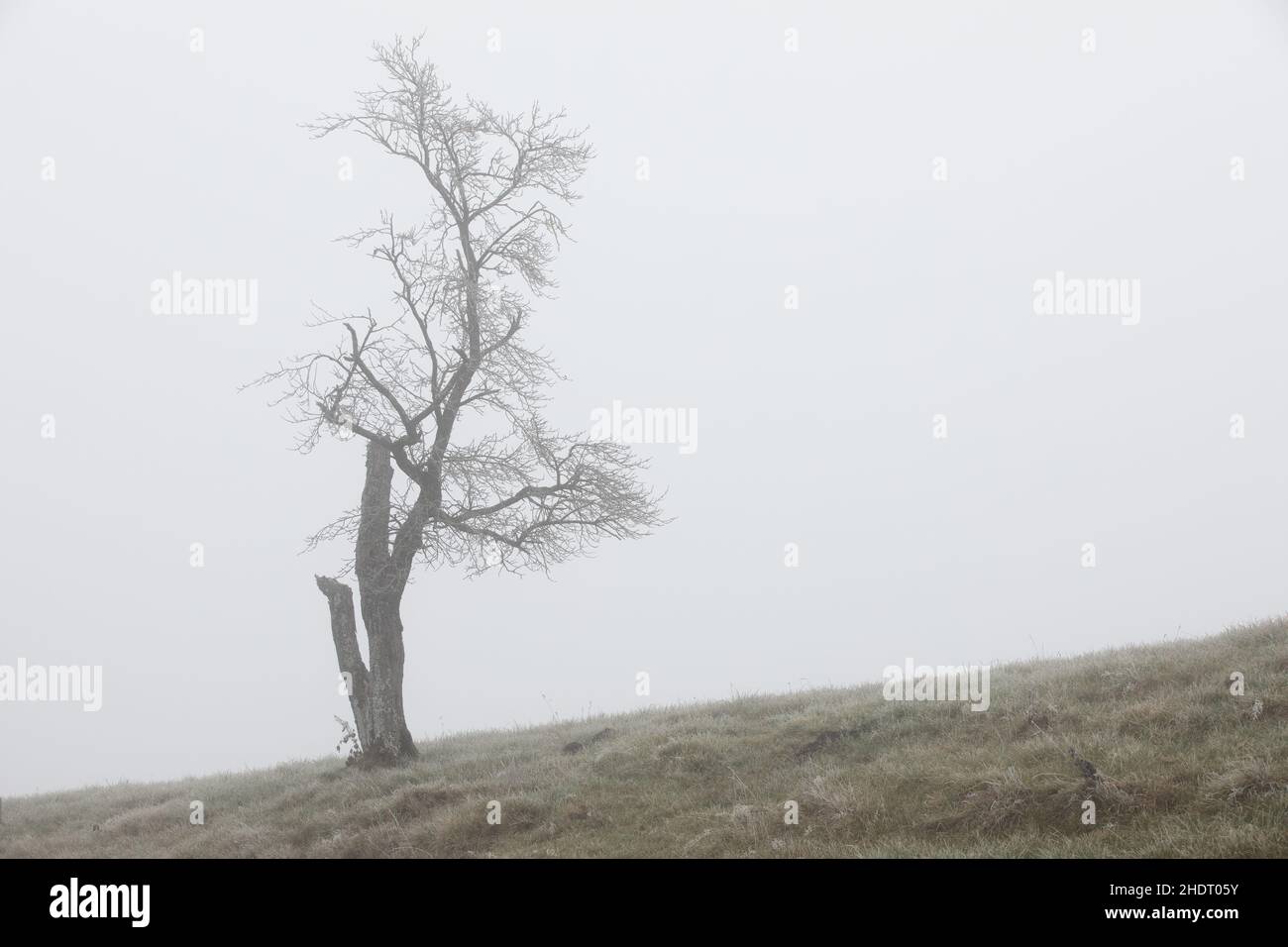tree, fog, mourning, trees, fogs Stock Photo - Alamy