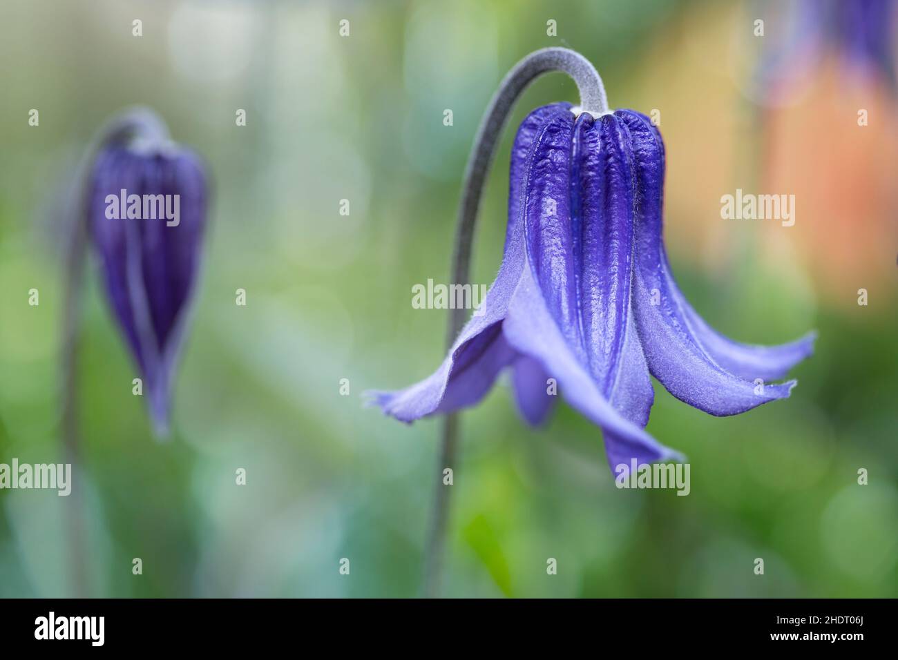 Calyx hi-res stock photography and images - Alamy