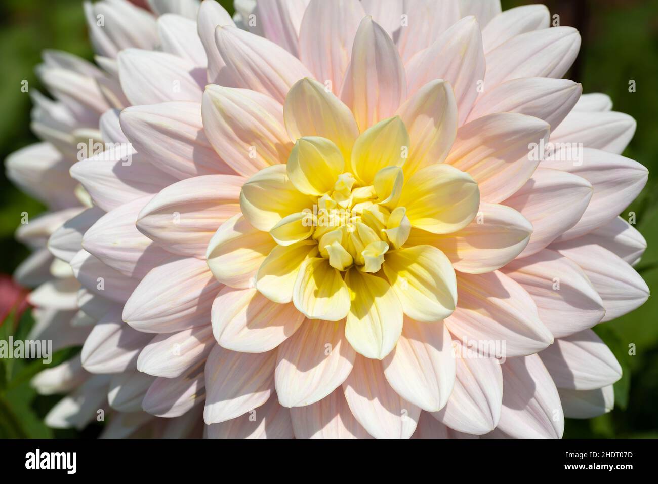 dahlia, variety, dahlias, varieties Stock Photo - Alamy