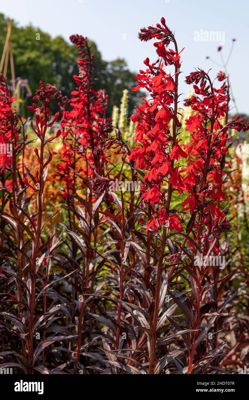 Lobelia x speciosa hi-res stock photography and images - Alamy