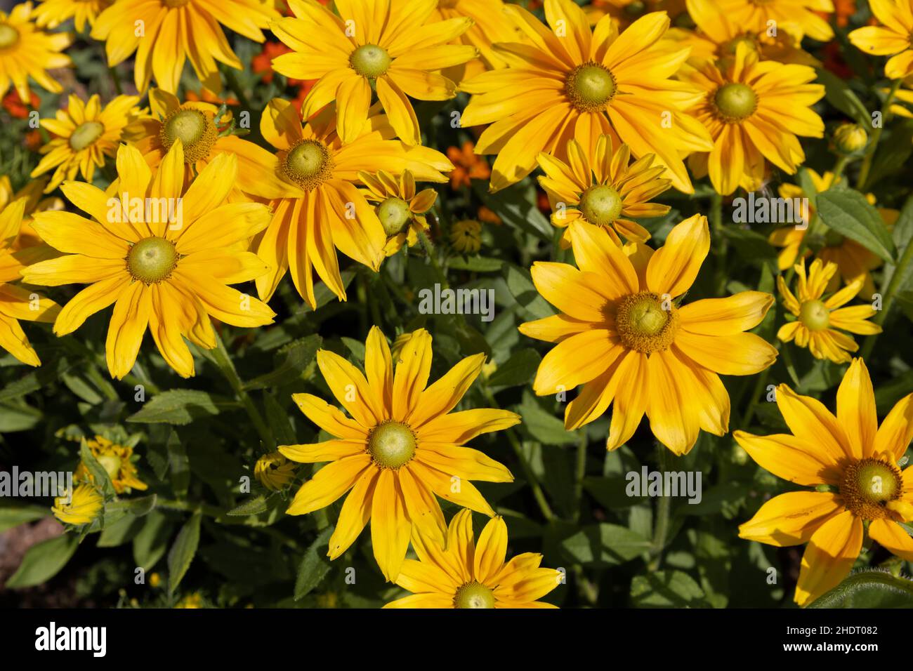 black eyed susan, black-eyed susans Stock Photo - Alamy