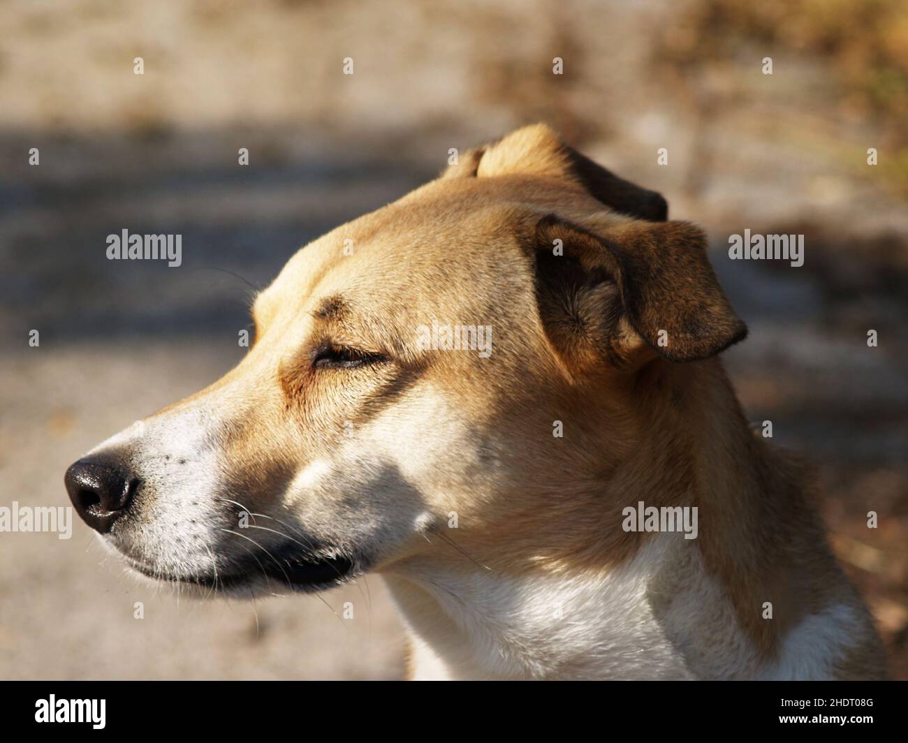 Dog heads hi-res stock photography and images - Alamy