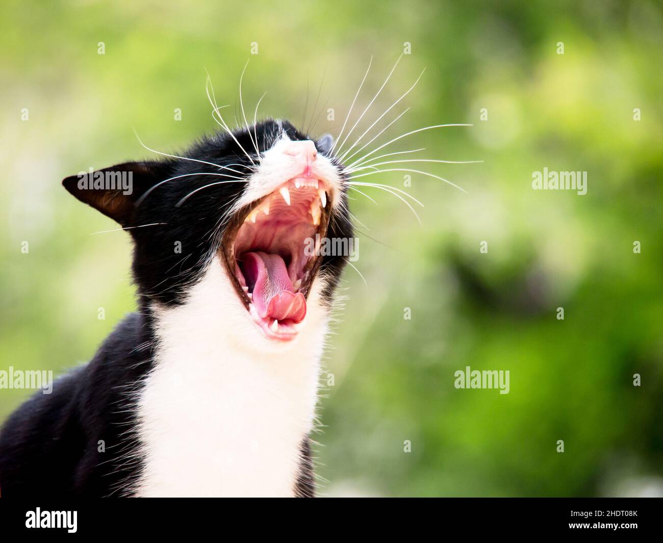 tired, cat, yawning, tireds, cats Stock Photo - Alamy