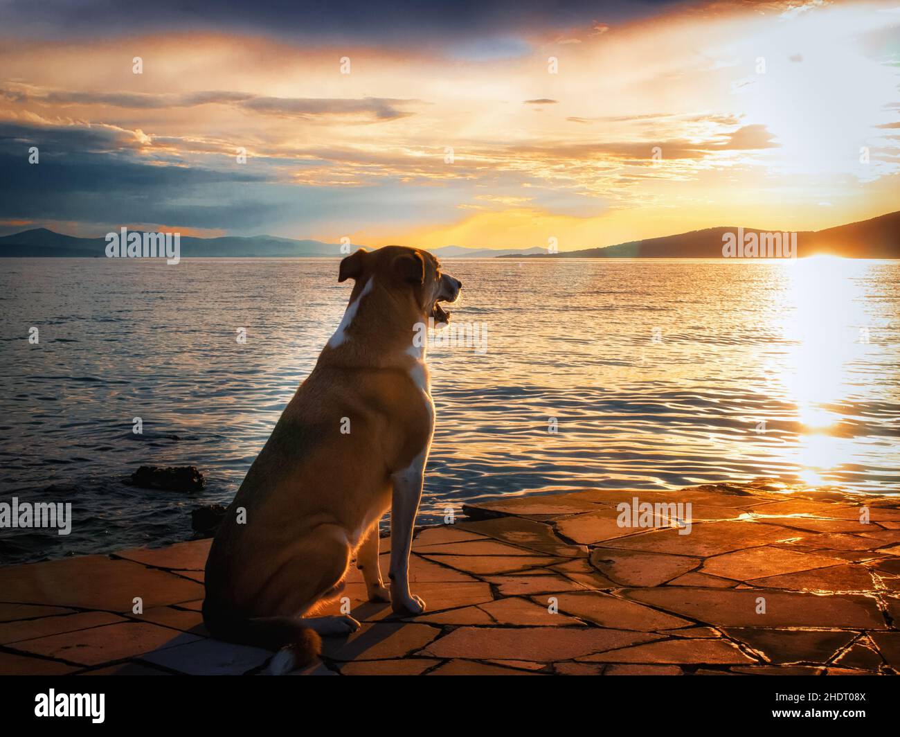 Sunset ocean dog hi-res stock photography and images - Alamy