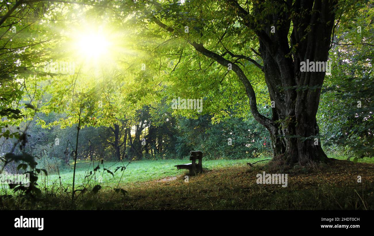 clearing, bench, benchs Stock Photo - Alamy